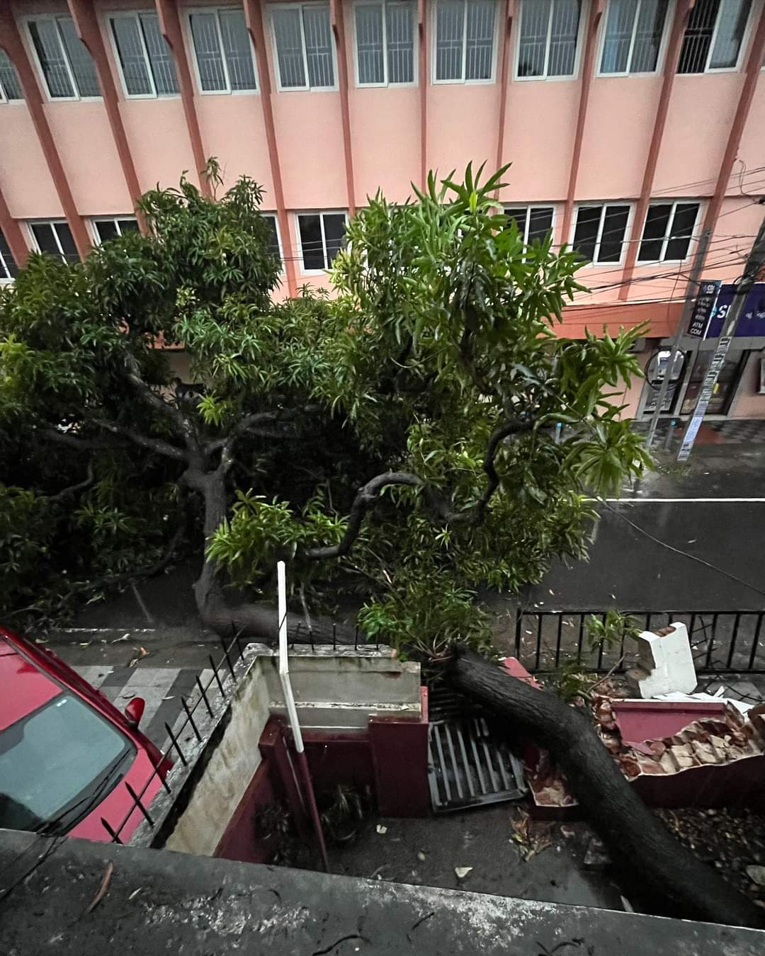 Mourning a Mango Tree : SeasonWatch