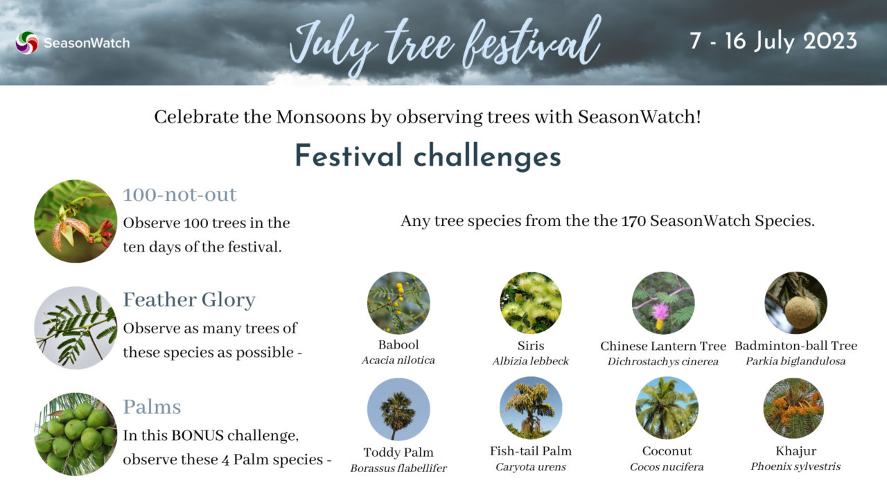 July Tree Festival 2023 : SeasonWatch