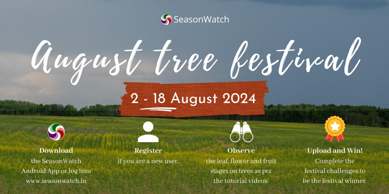August Tree Festival 2024 : SeasonWatch