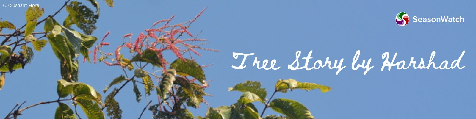 The Hollock Tree : SeasonWatch