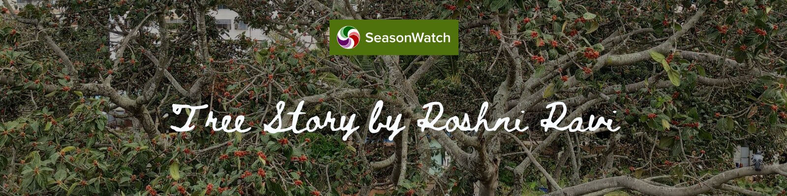 Home is a Fig Tree : SeasonWatch