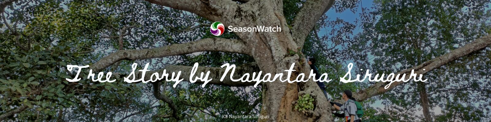 Meaning-making from Trees : SeasonWatch