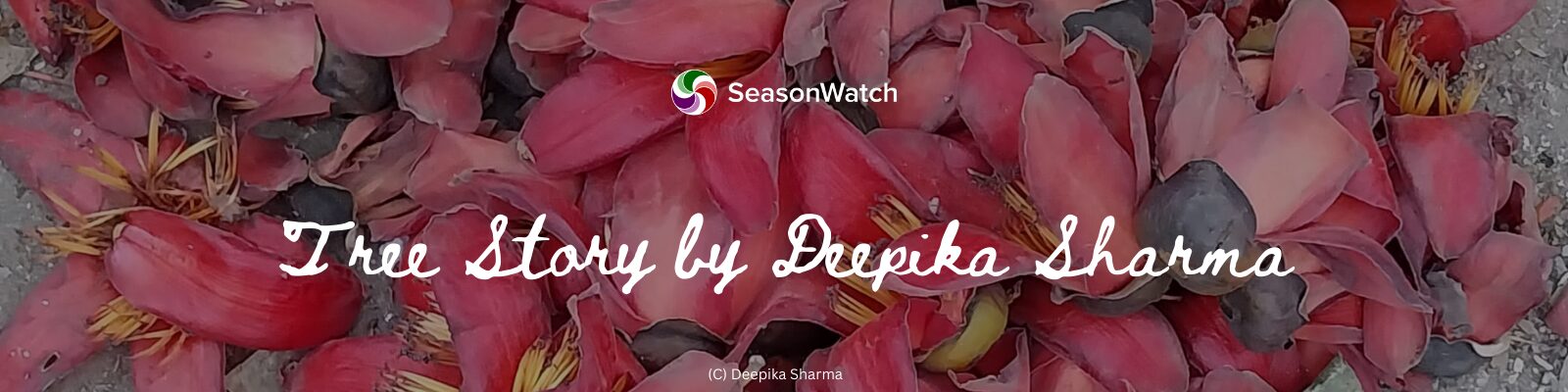 Semal trees : SeasonWatch