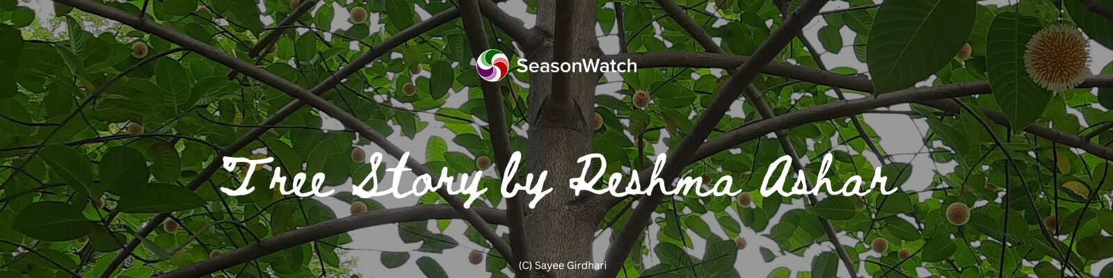 Kadamba Showers & Ichigo Ichie Moments : SeasonWatch